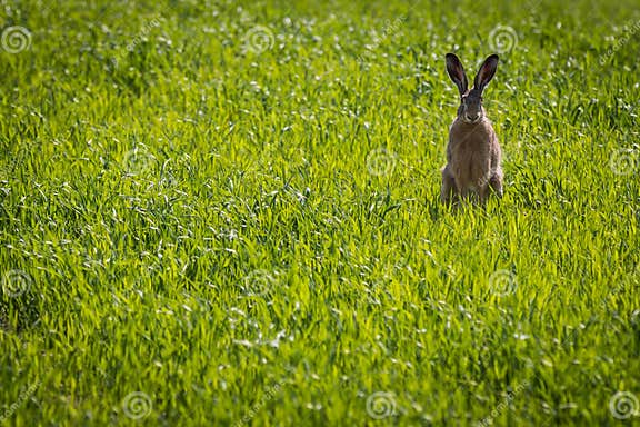 Rabbit Sitting in the Meadow Stock Image - Image of watching, farm ...
