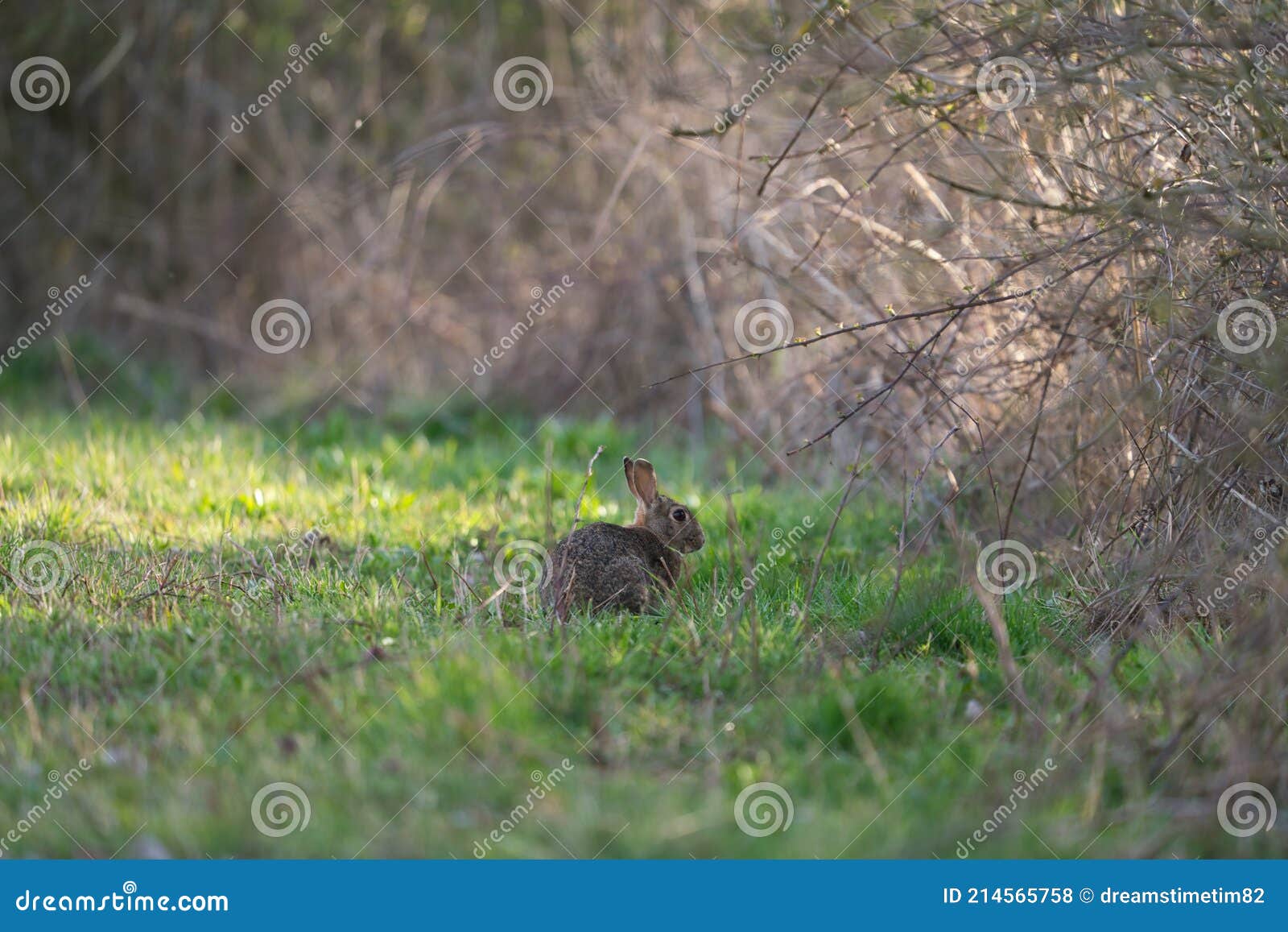 A Rabbit is Sitting Near by a Hedge Stock Photo - Image of cereal ...