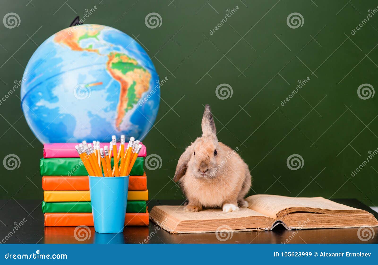 Rabbit Sitting on Open Book in Classroom Stock Image - Image of camera ...