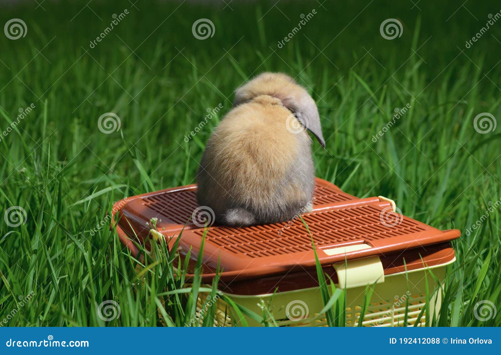 The Rabbit is Sitting in Outdoors, the Back View Stock Photo - Image of ...