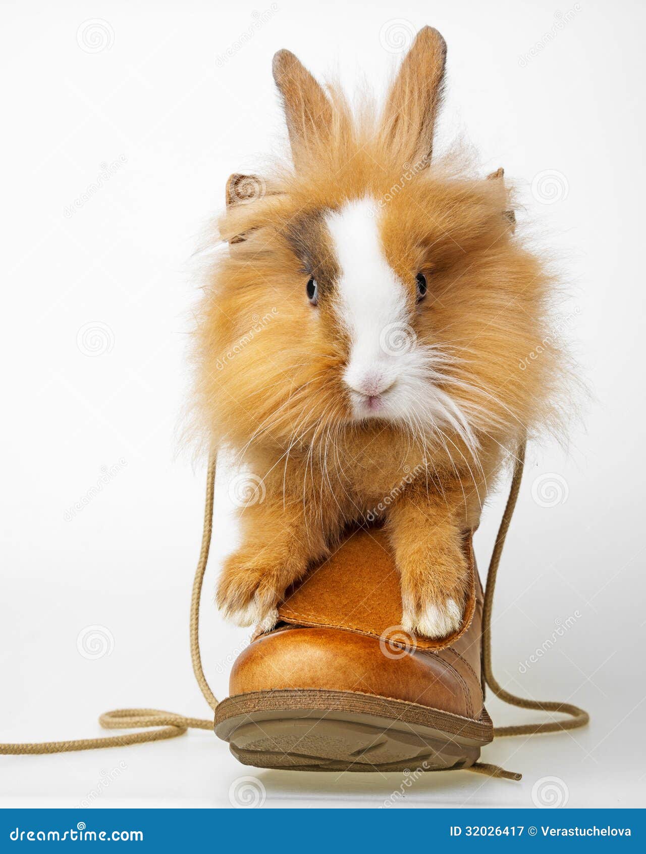 Rabbit sitting in a shoe stock image. Image of little - 32026417