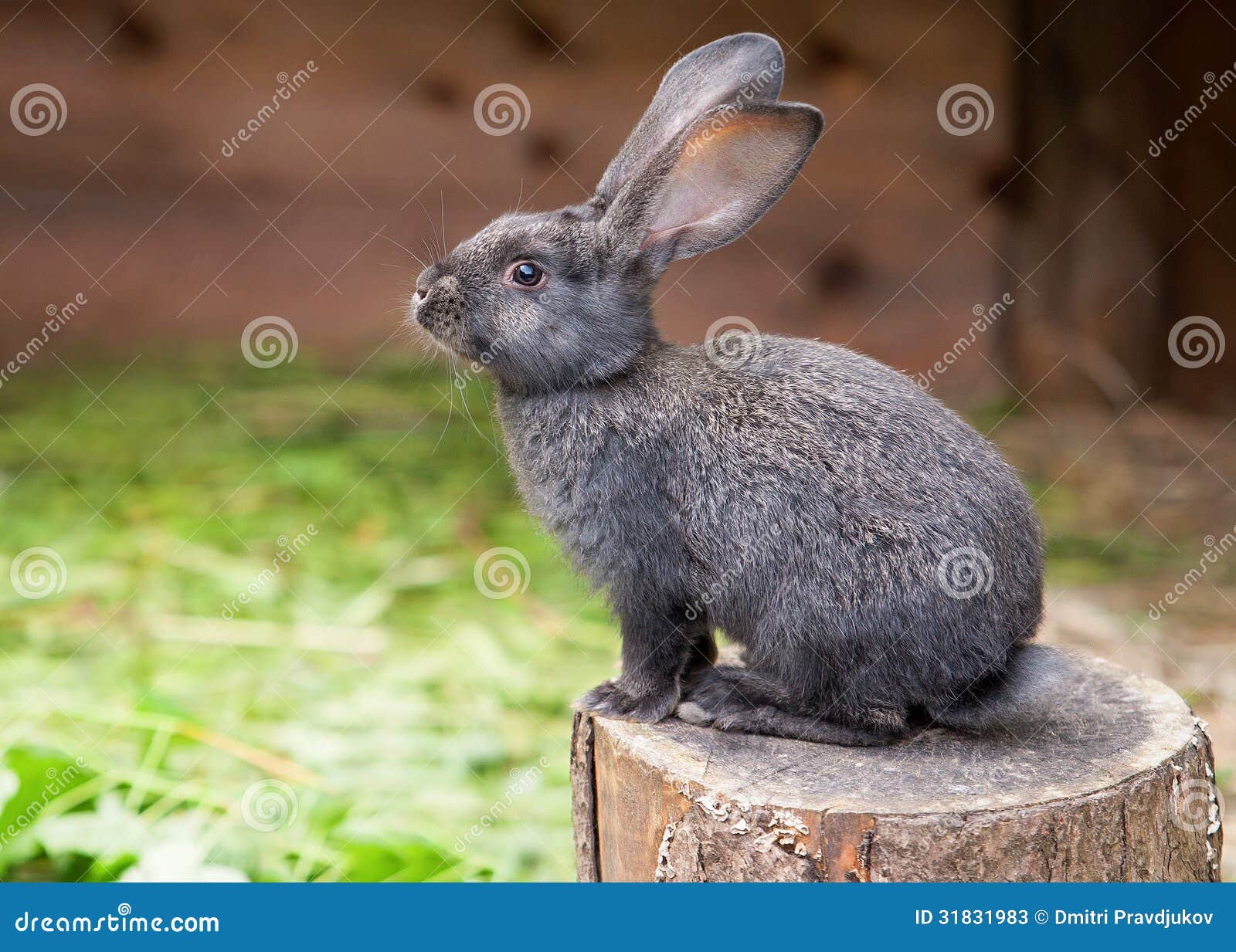 Rabbit Sitting on a Tree Stump Stock Image - Image of nature, sitting ...