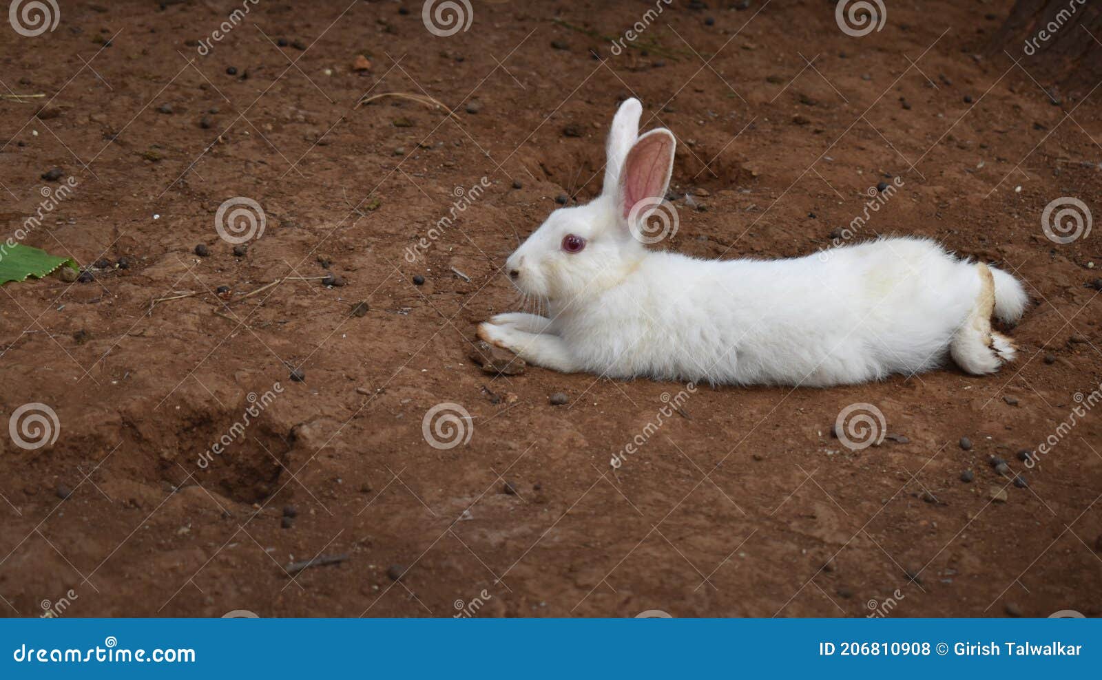 Rabbit Sitting in a Unique Position on the Ground Stock Photo - Image ...