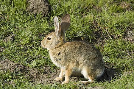 Rabbit sitting and waiting stock image. Image of animal - 2285323