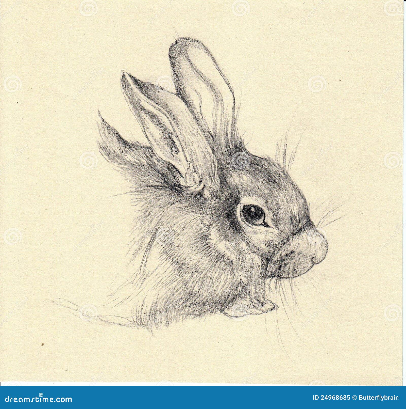 Rabbit sketch stock illustration. Illustration of whiskers - 24968685