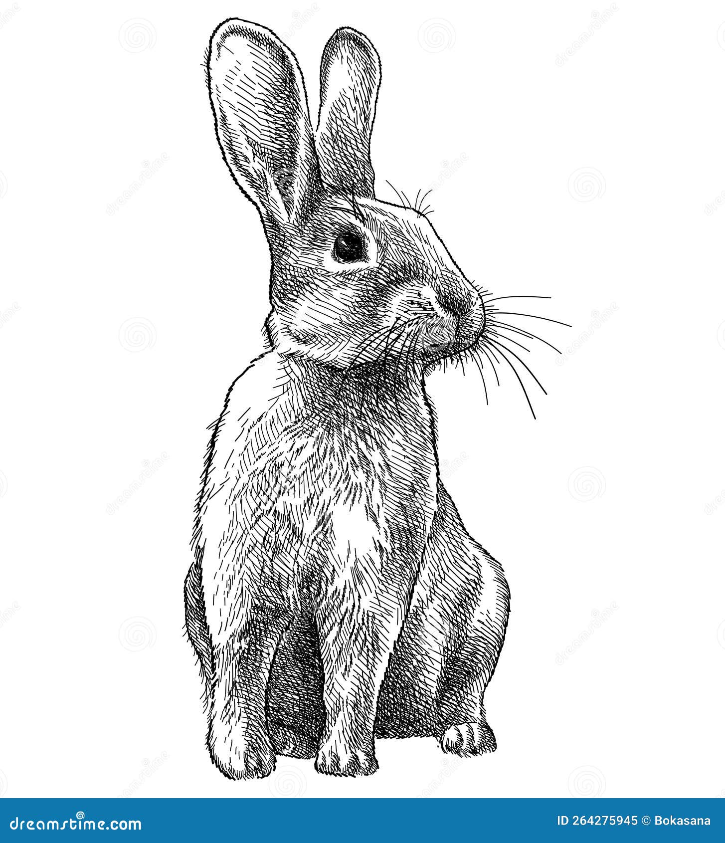 Vector Hand-drawn Graphic Sketch Of Rabbit In Black Isolated On White ...
