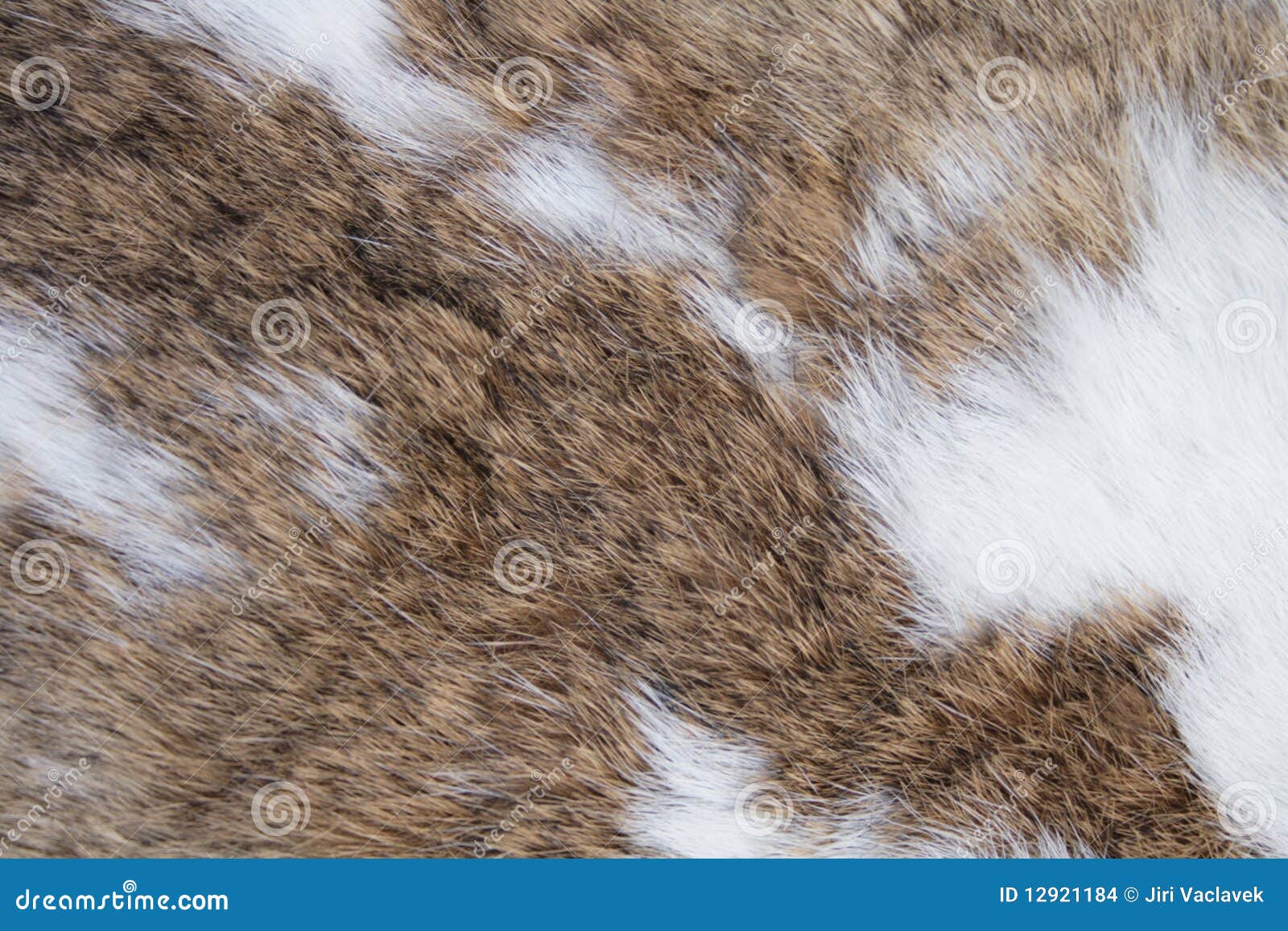 Rabbit skin texture stock photo. Image of food, organic - 12921184