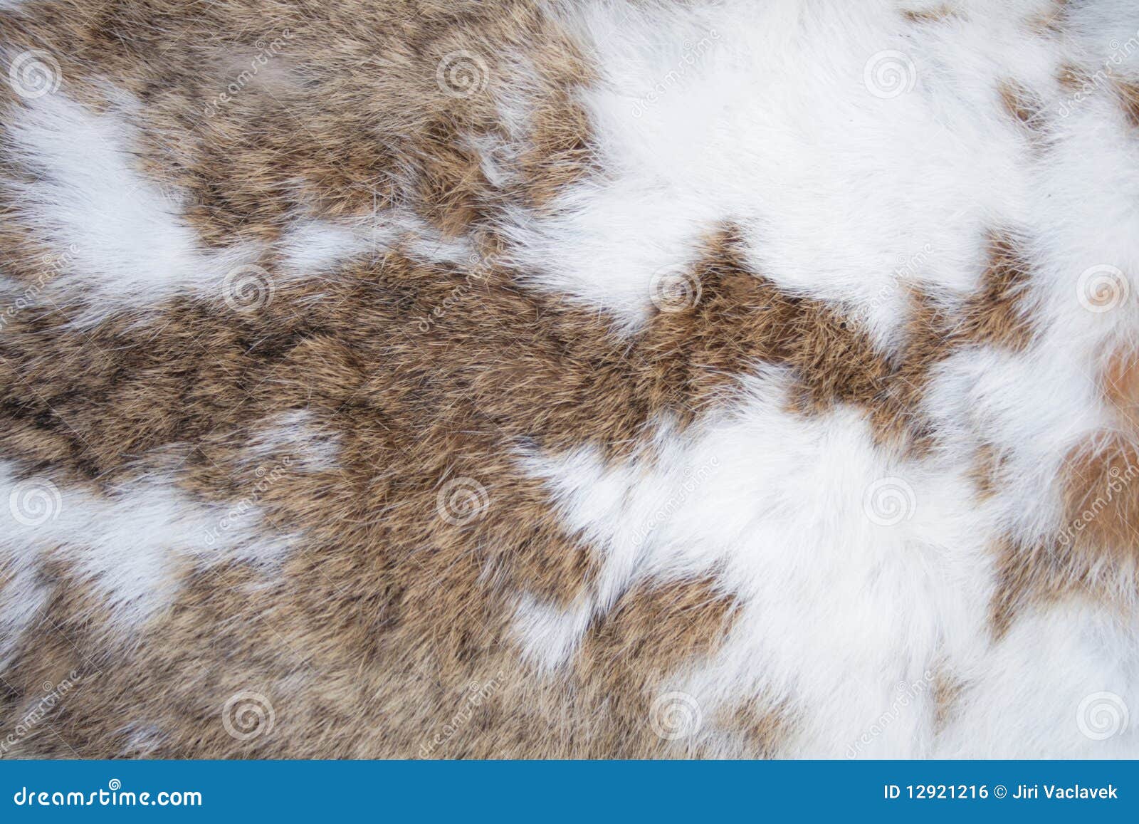 Rabbit skin texture stock photo. Image of season, fruit - 12921216