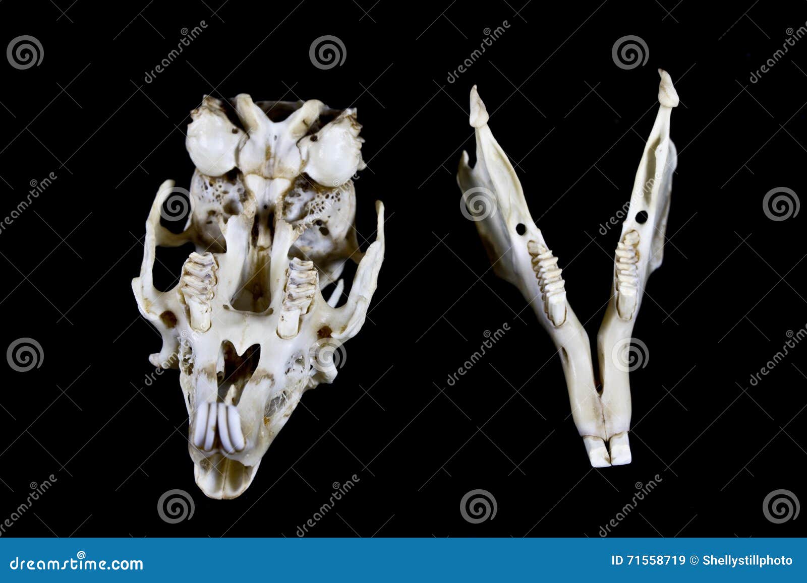 Rabbit Skull On Black Background Stock Photography | CartoonDealer.com ...