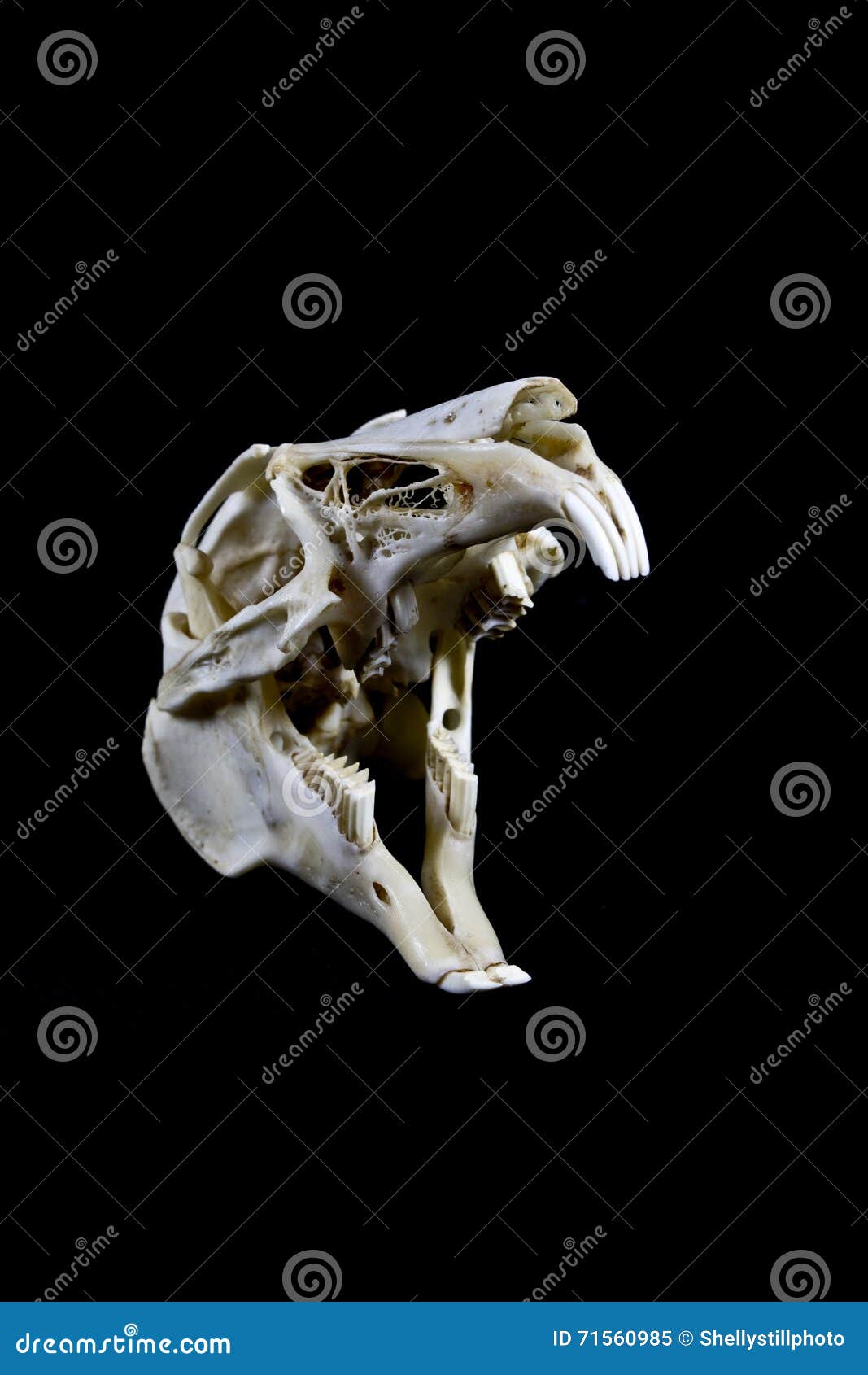 Rabbit Skull On Black Background Stock Photography | CartoonDealer.com ...
