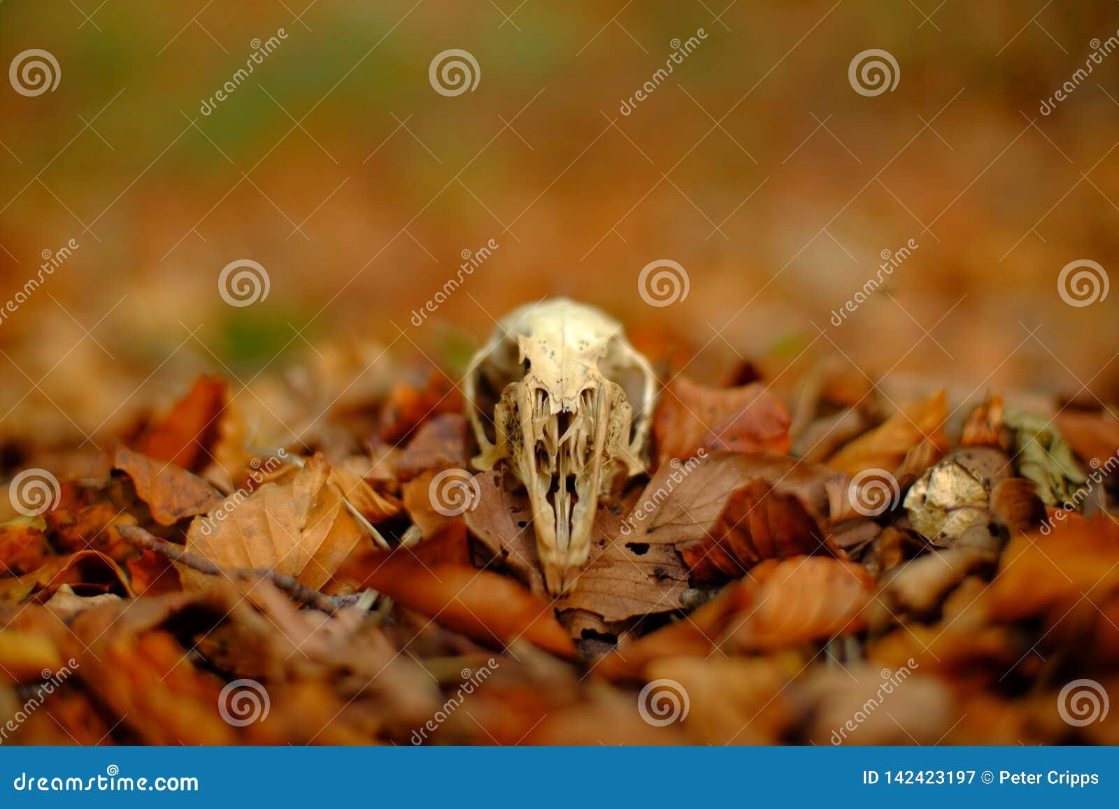 Rabbit skull stock image. Image of circle, litter, dead - 142423197