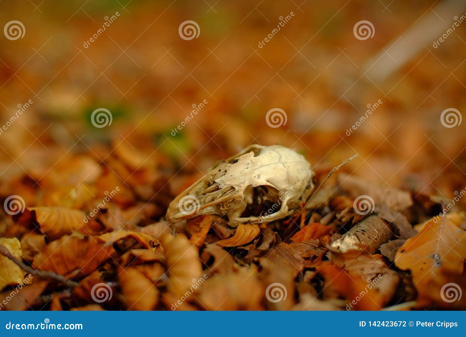Rabbit skull stock photo. Image of litter, rabbit, death - 142423672