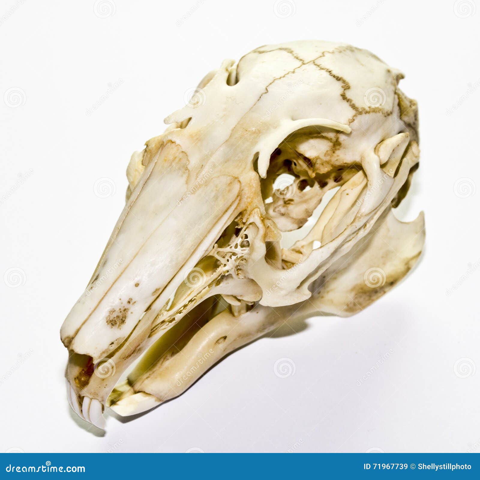 Rabbit Skull On Black Background Stock Photography | CartoonDealer.com ...