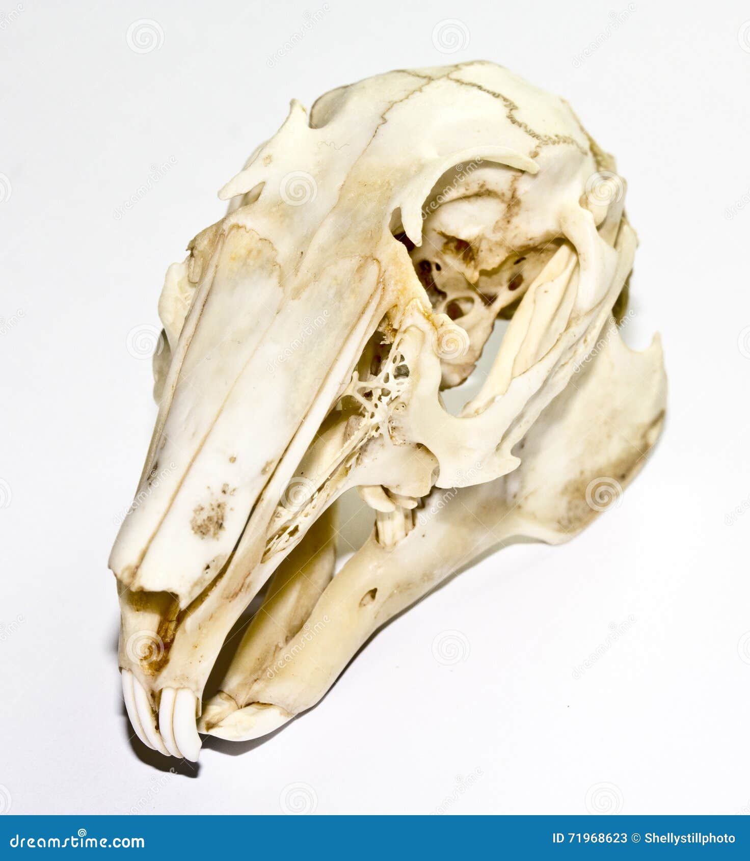 Rabbit Skull On Black Background Stock Photography | CartoonDealer.com ...