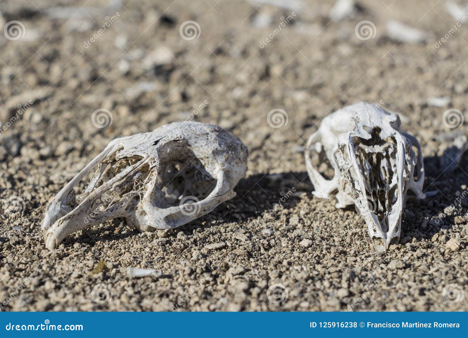 Rabbit skulls in nature stock photo. Image of anatomy - 125916238
