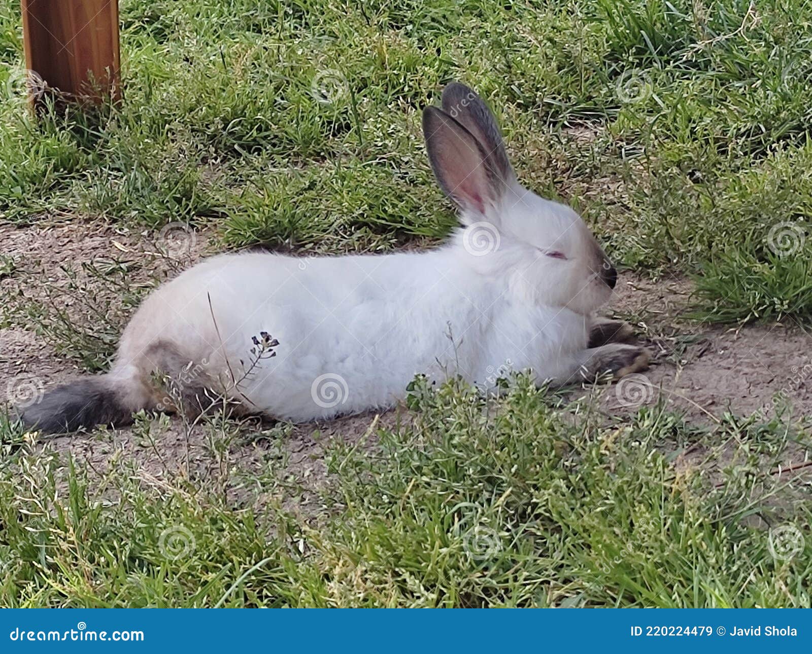 Rabbit sleeping outside stock image. Image of bunn, sleeping - 220224479