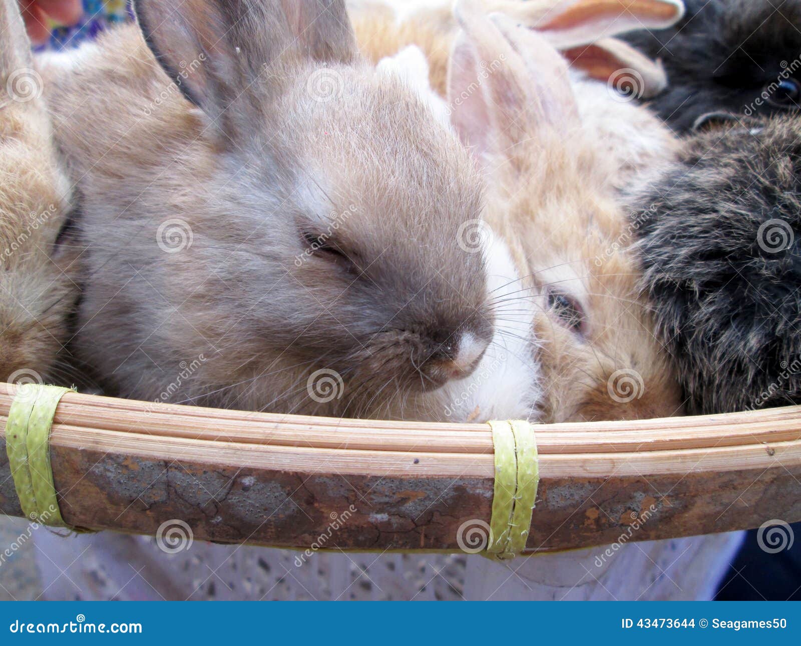 Rabbit Small Lot Sold at the Market. Stock Photo - Image of ears ...