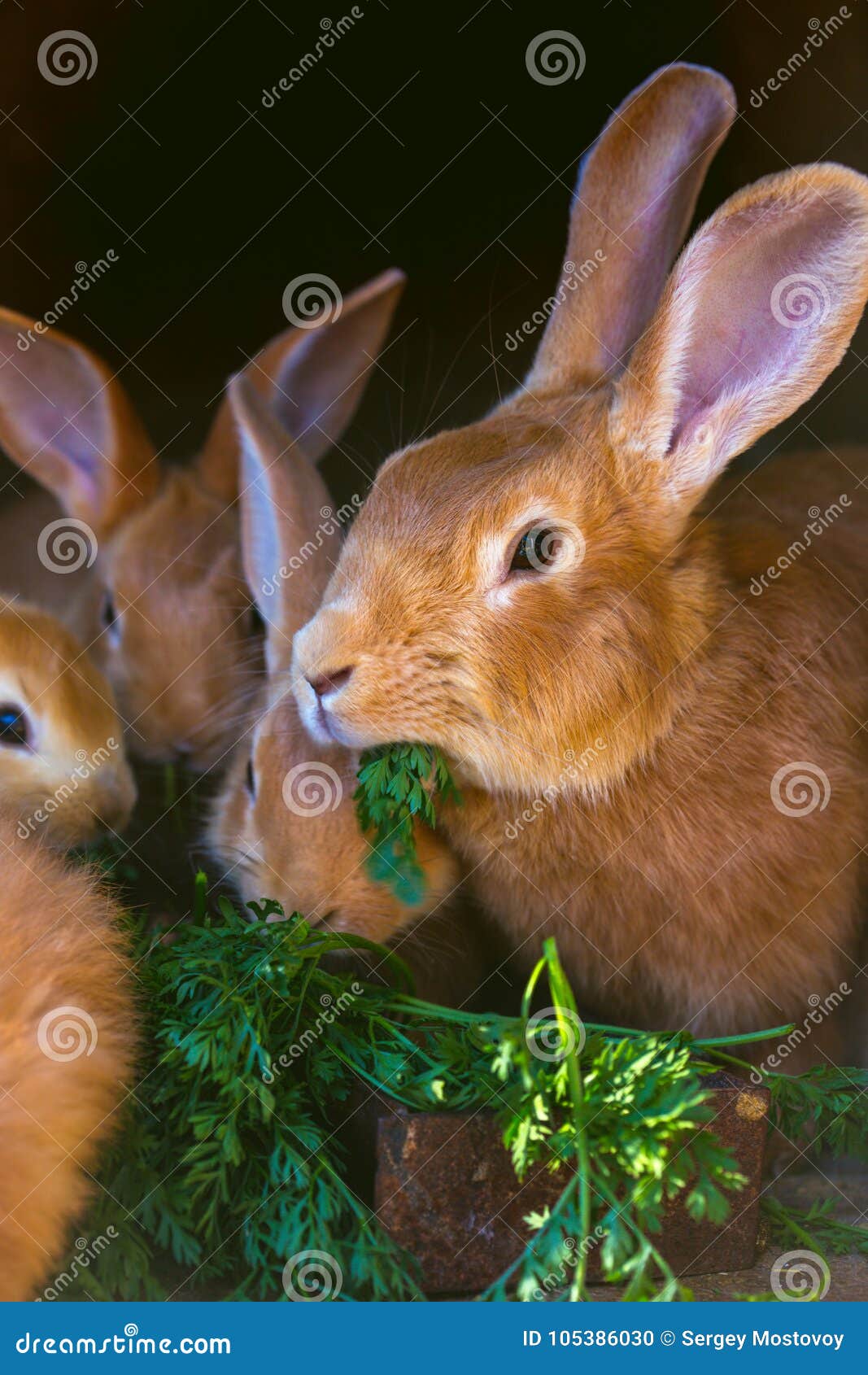 Rabbit and small rabbits stock photo. Image of mammal - 105386030