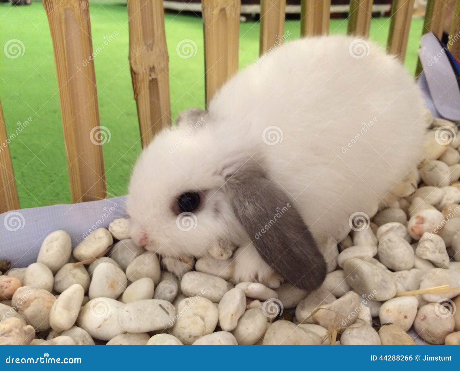 Rabbit stock photo. Image of thailand, show, rabbit, bangkok - 44288266
