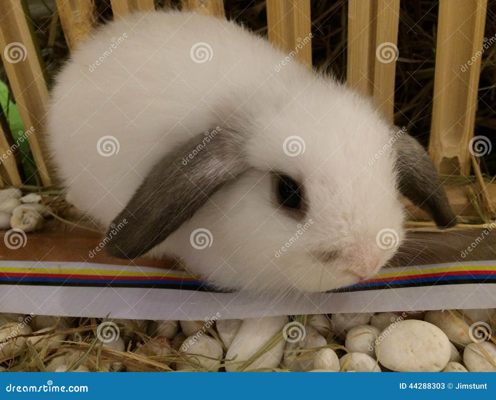 Rabbit stock image. Image of bangkok, thailand, small - 44288303