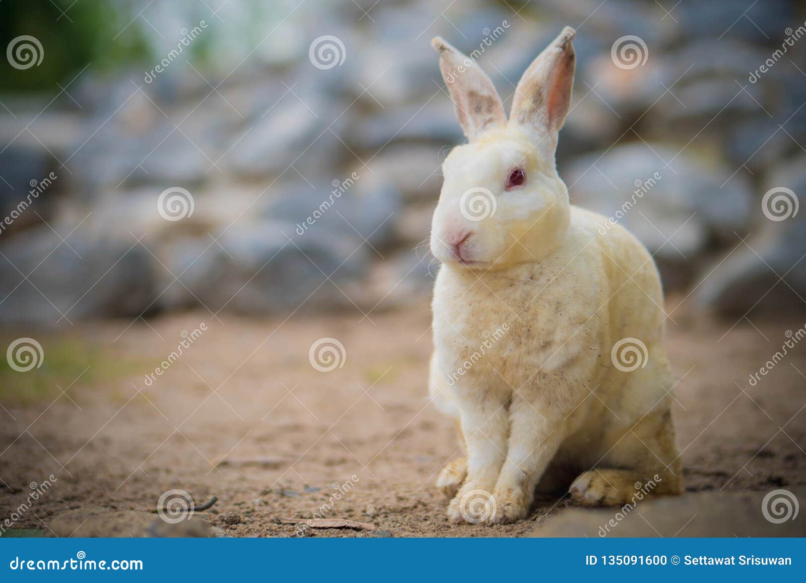 Rabbit small wildlife stock photo. Image of background - 135091600