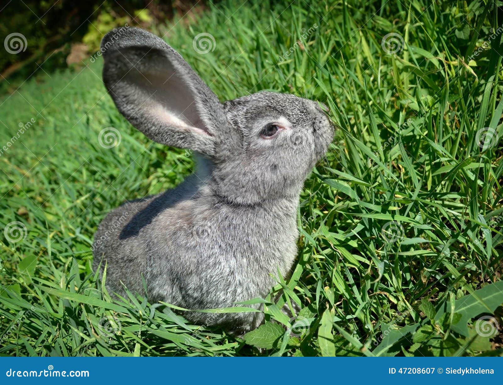 Rabbit sniffing herb stock image. Image of animal, animals - 47208607