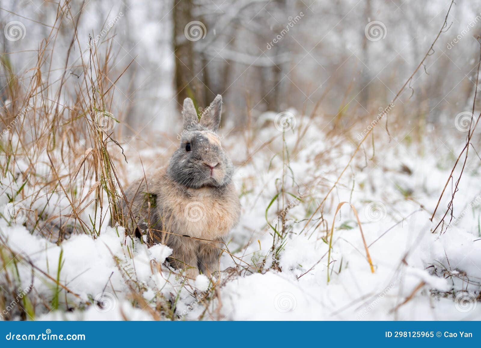 Rabbit in the Snow. Easter Bunny in the Winter Forest Stock Image ...
