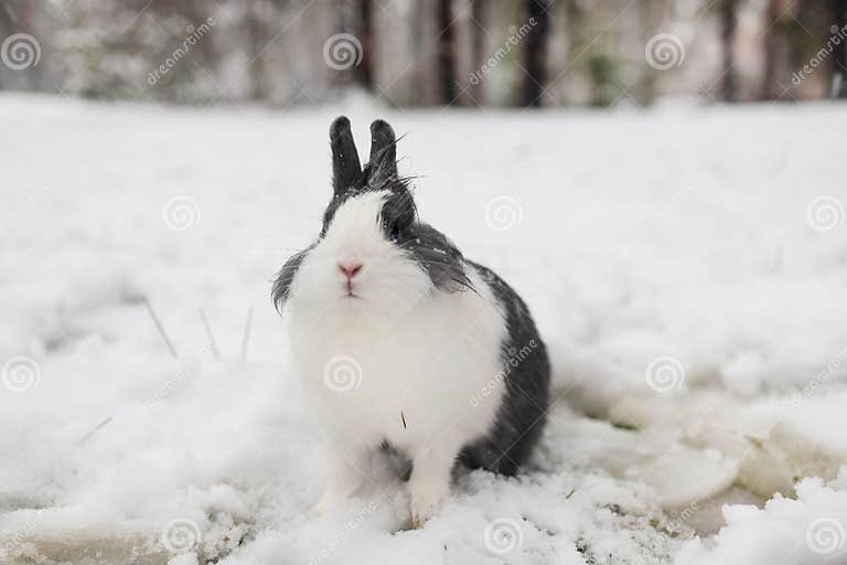 Rabbit in the Snow. Easter Bunny in the Winter Forest. Stock Image ...