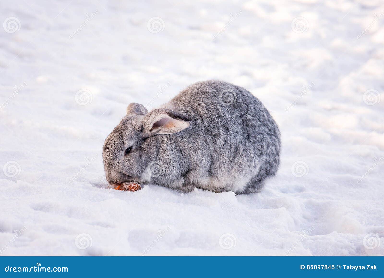 Rabbit in the snow stock image. Image of mammal, christmas - 85097845