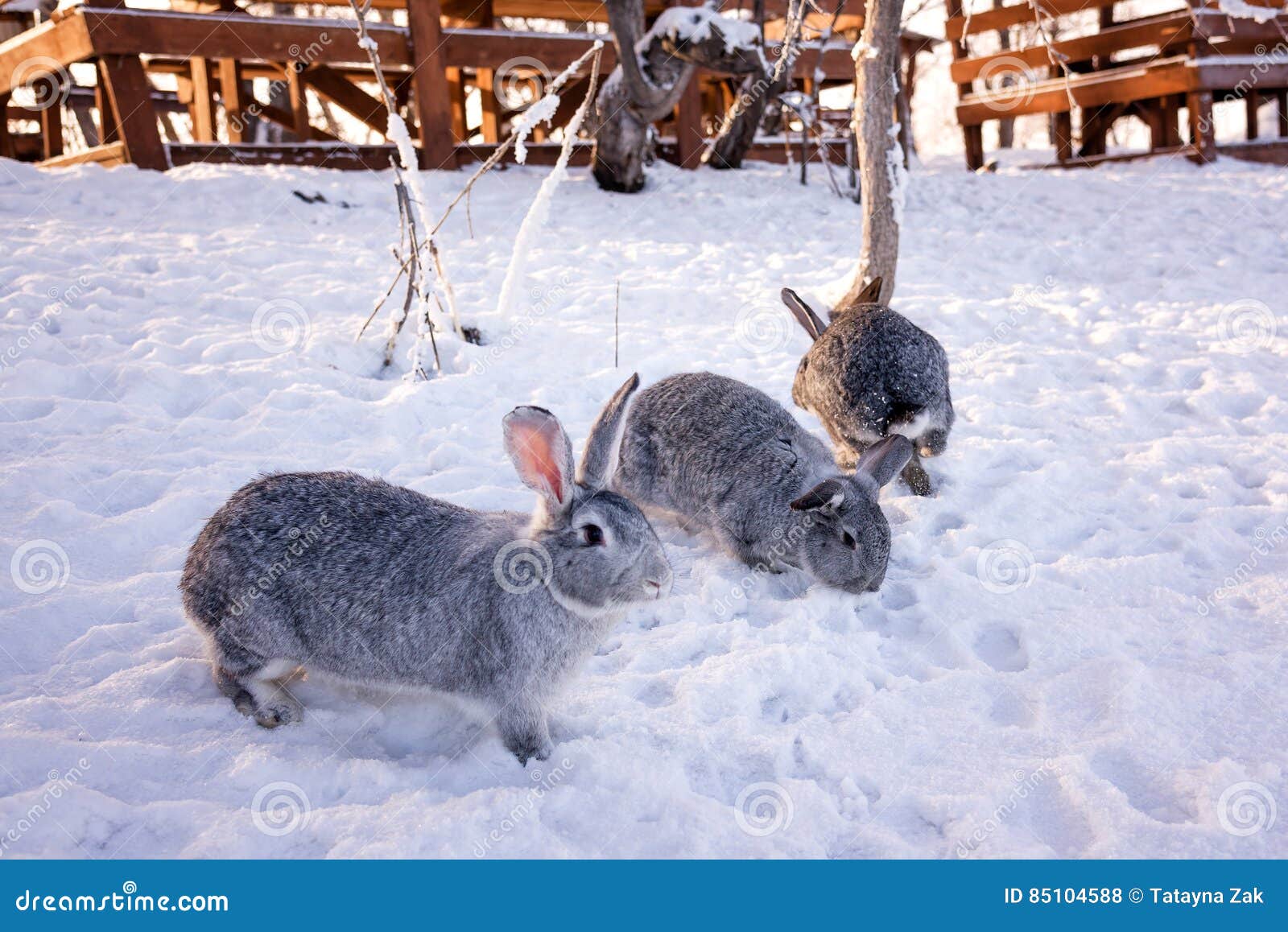 Rabbit in the snow stock photo. Image of symbol, nature - 85104588