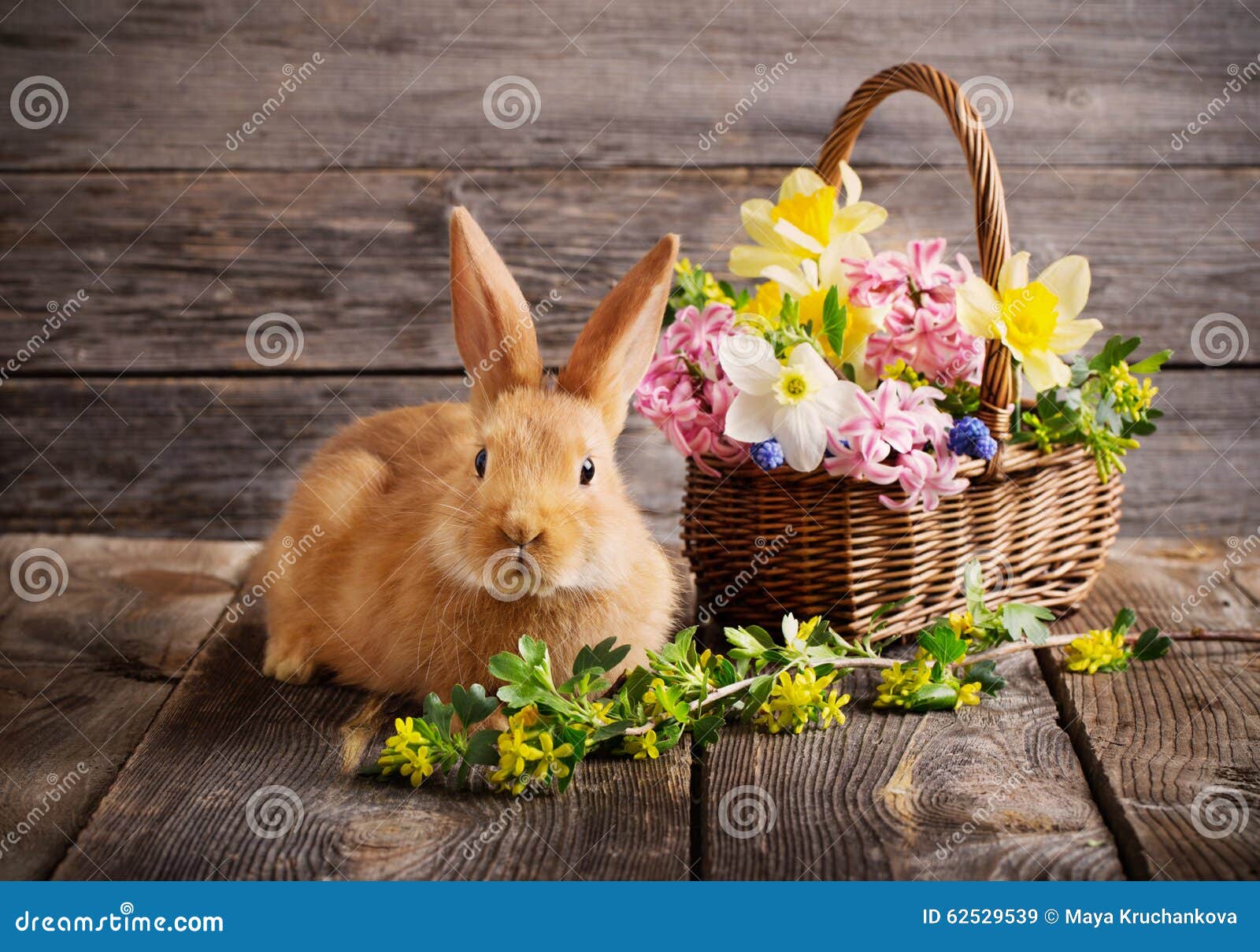 Rabbit with spring flowers stock image. Image of adorable - 62529539