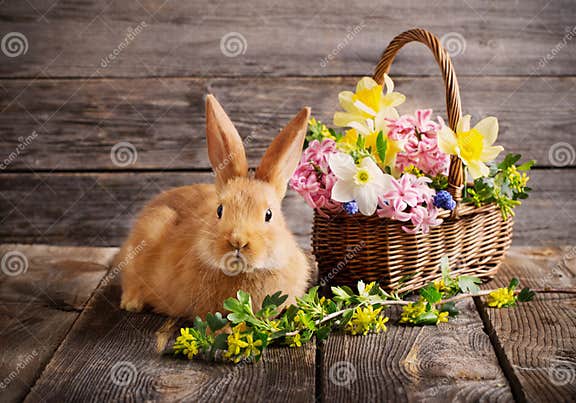 Rabbit with spring flowers stock image. Image of adorable - 62529539