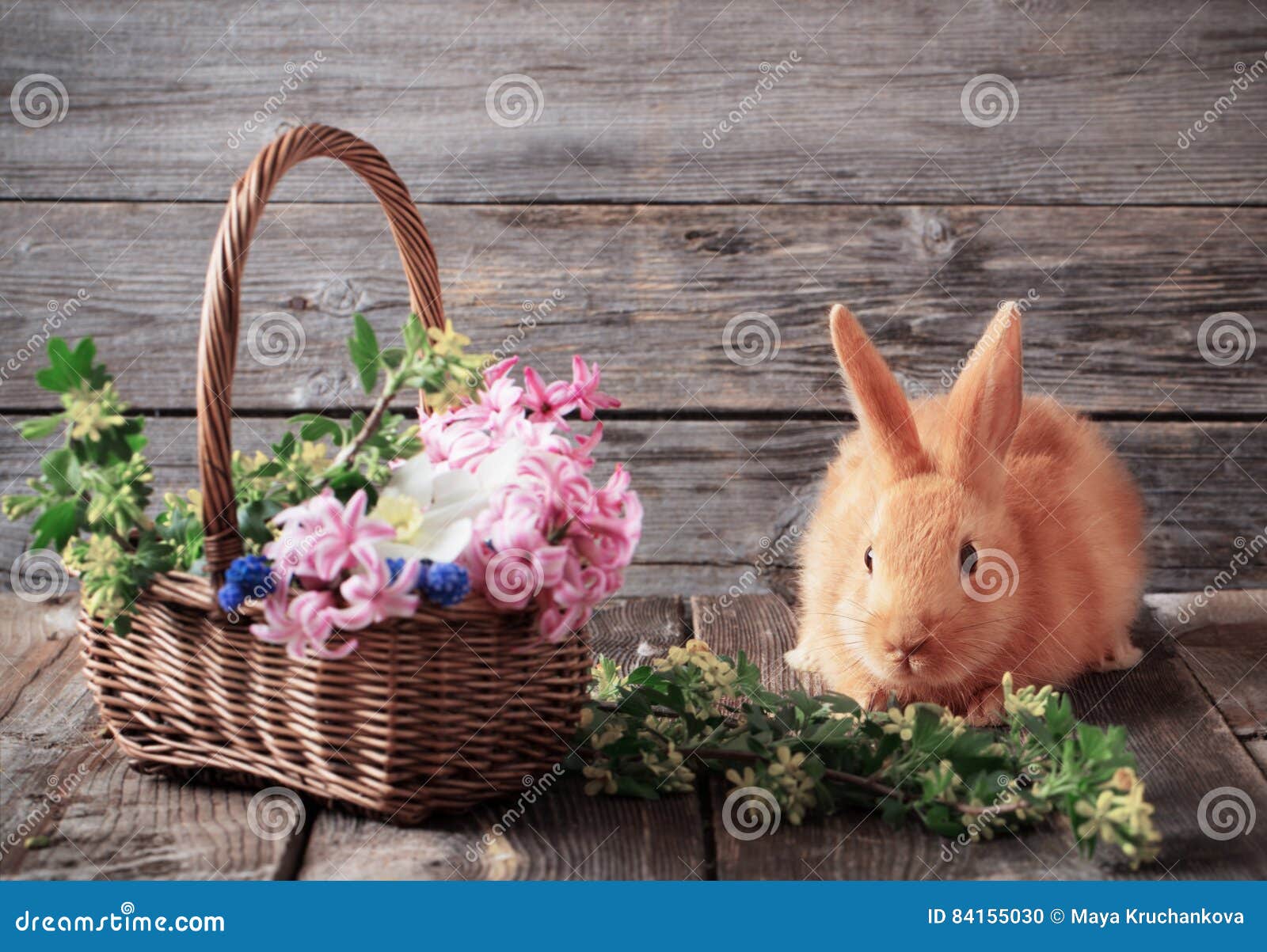 Rabbit with spring flowers stock photo. Image of pretty - 84155030