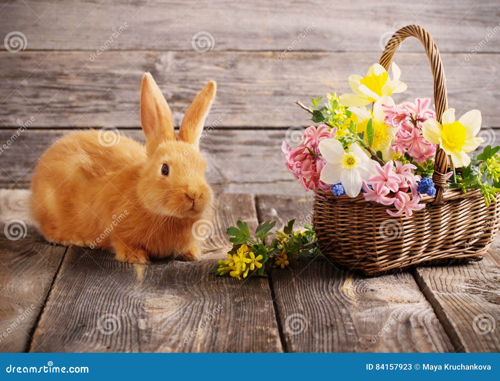 Rabbit with spring flowers stock image. Image of lying - 84157923
