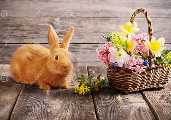 Rabbit with spring flowers stock image. Image of lying - 84157923