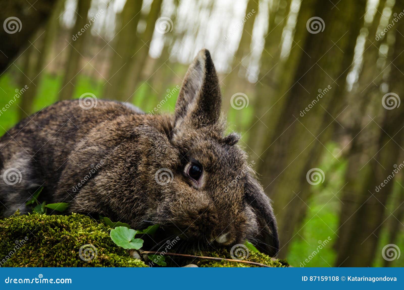 Rabbit in spring forest stock photo. Image of plant, rabbit - 87159108