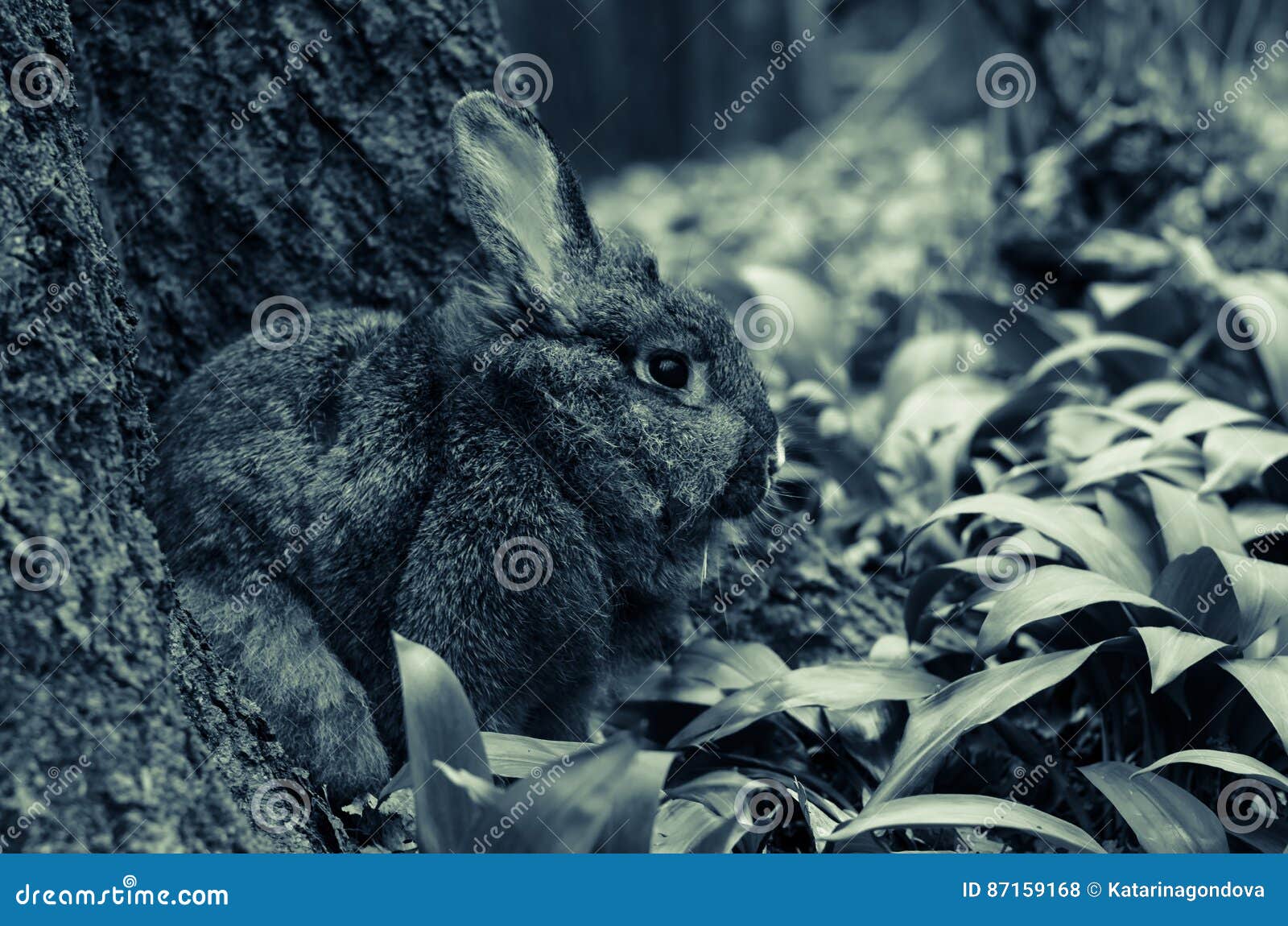 Rabbit in spring forest stock photo. Image of plant, leaf - 87159168