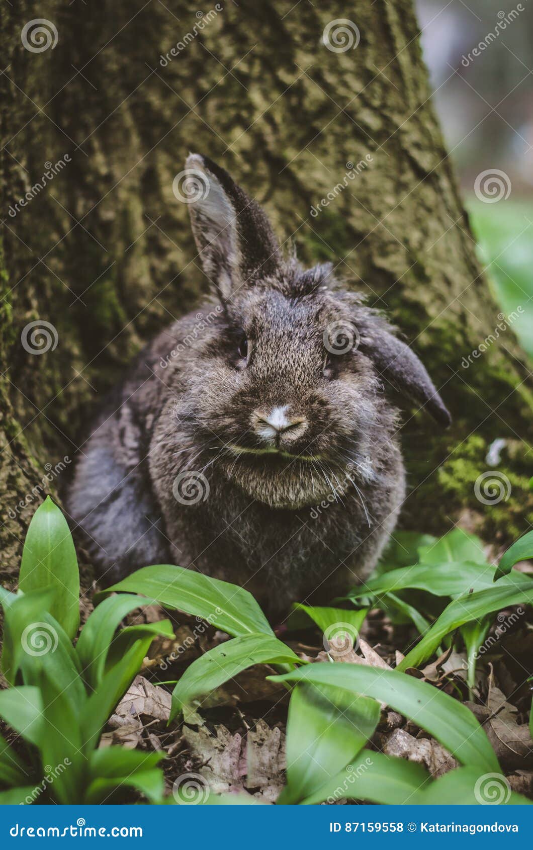 Rabbit in spring forest stock photo. Image of springtime - 87159558