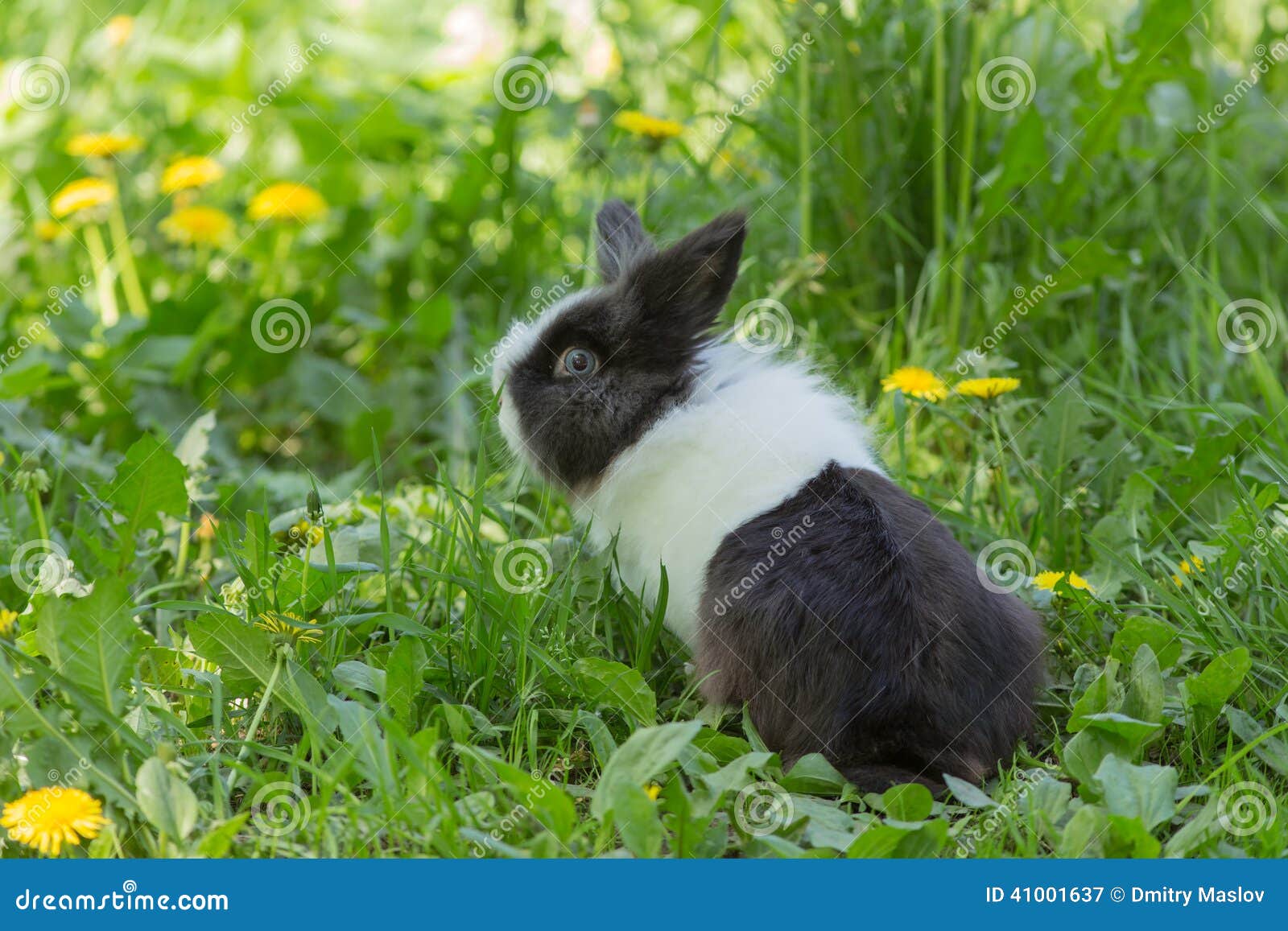 Rabbit in spring grass stock image. Image of outdoors - 41001637