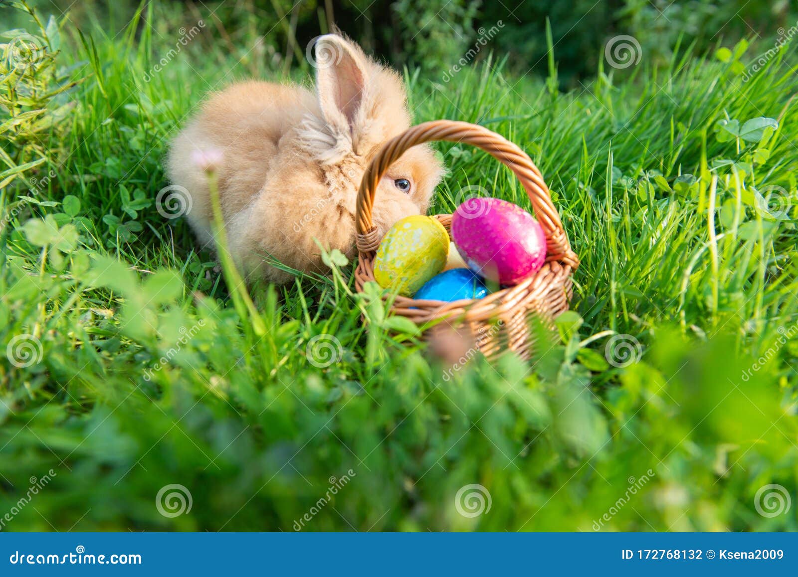 Rabbit on Spring Nature in the Grass Stock Photo - Image of garden ...