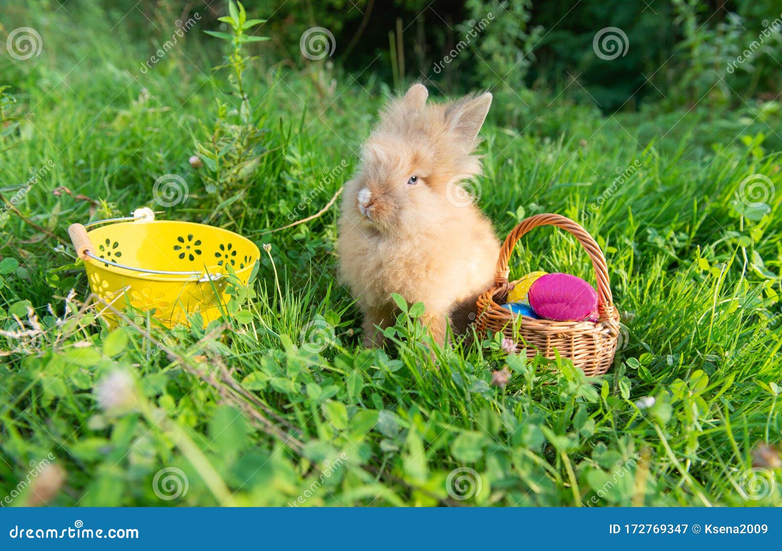 Rabbit on Spring Nature in the Grass Stock Image - Image of green ...