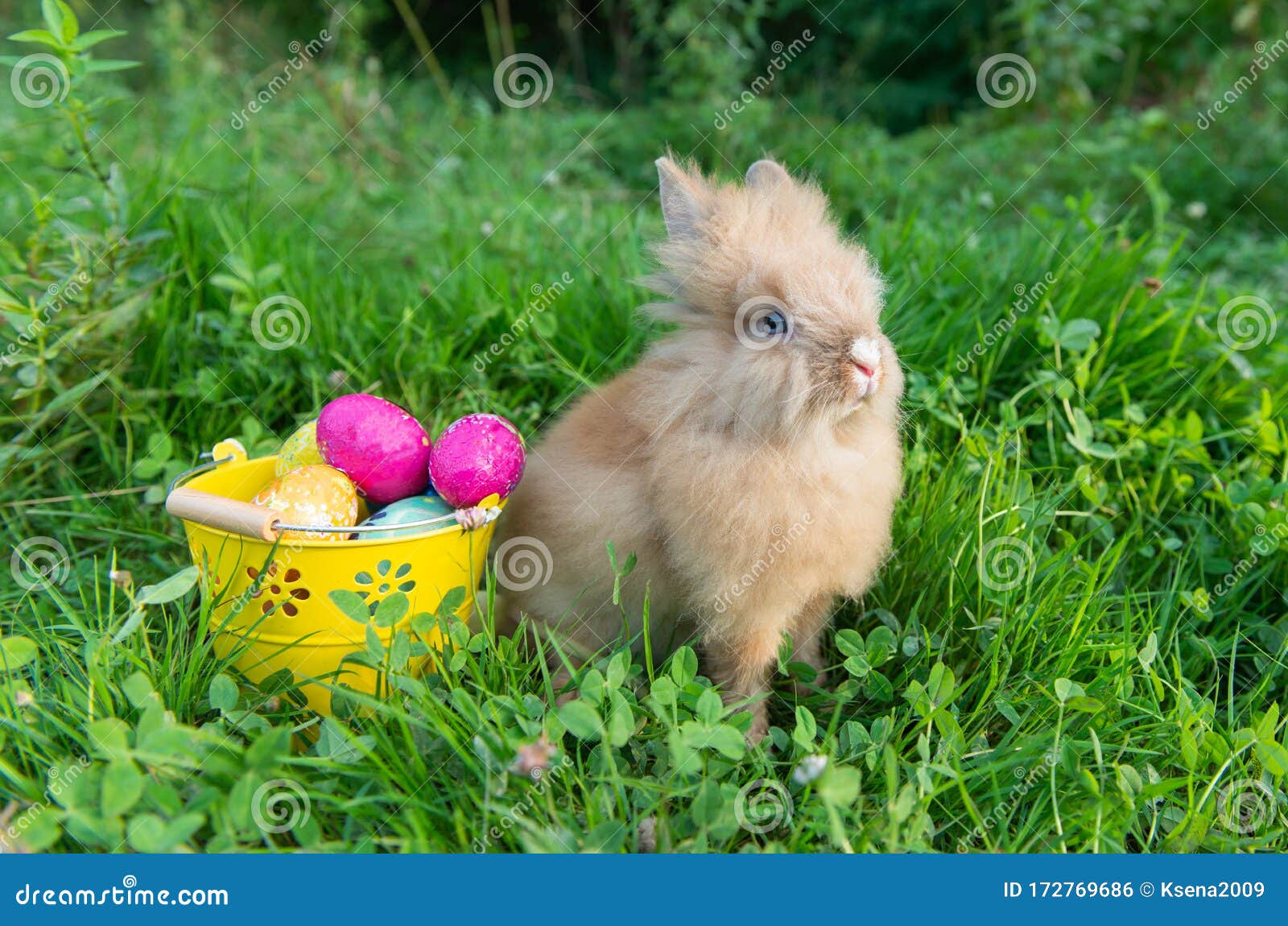 Rabbit on Spring Nature in the Grass Stock Photo - Image of sitting ...