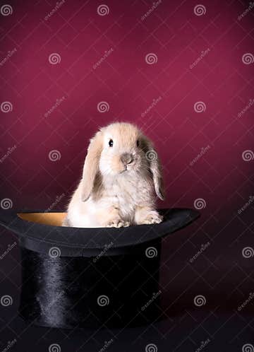 Rabbit on stage stock photo. Image of bunnie, easter, trick - 8061396