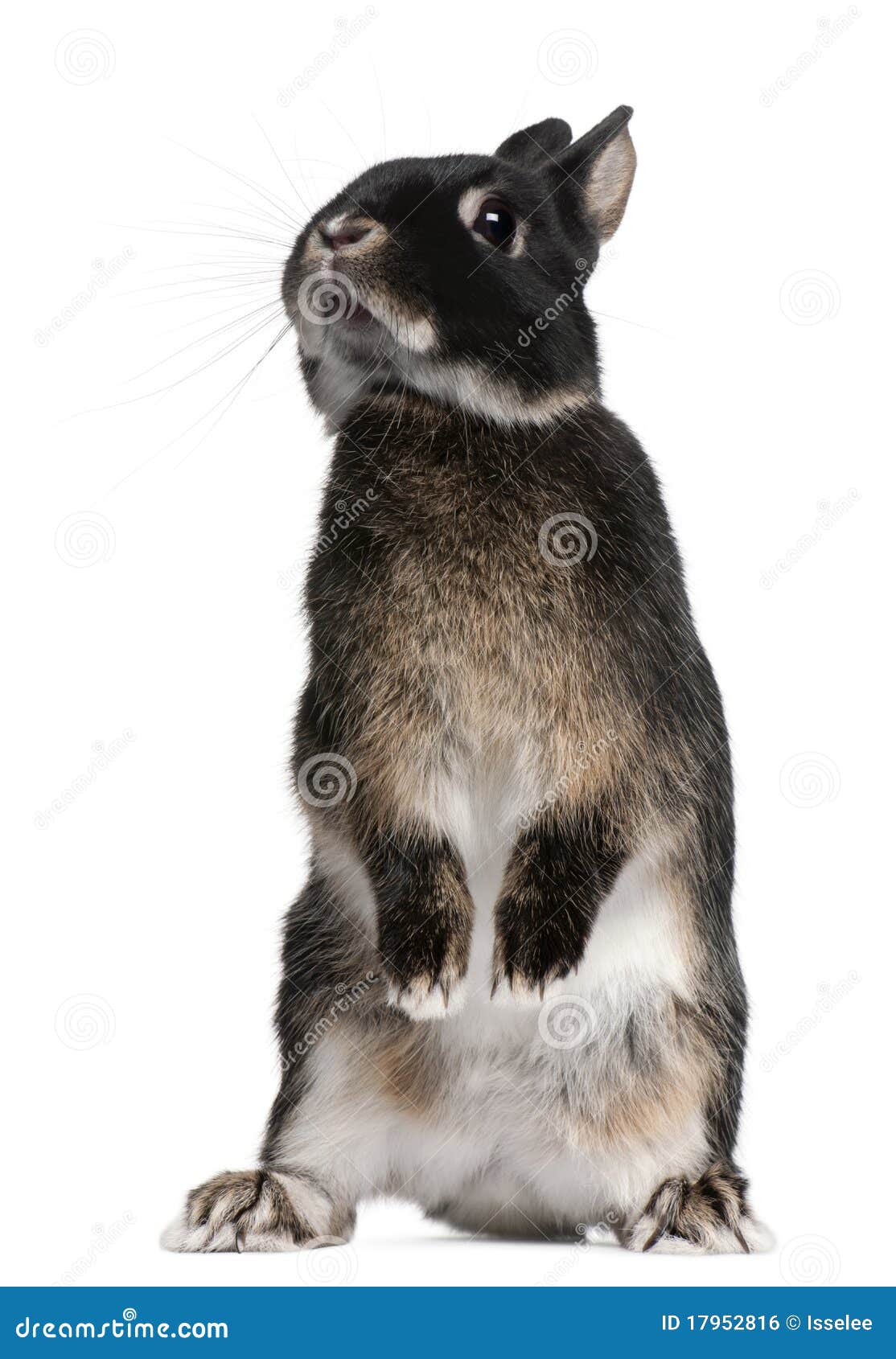 Wild Rabbit Standing