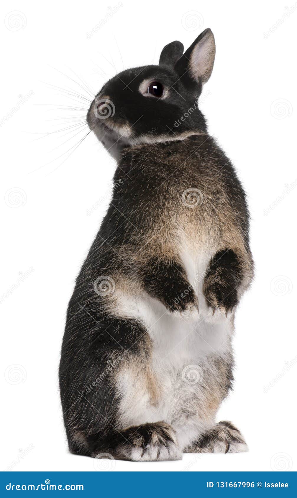 Rabbit Standing On Hind Legs In Front Of White Background Royalty-Free ...