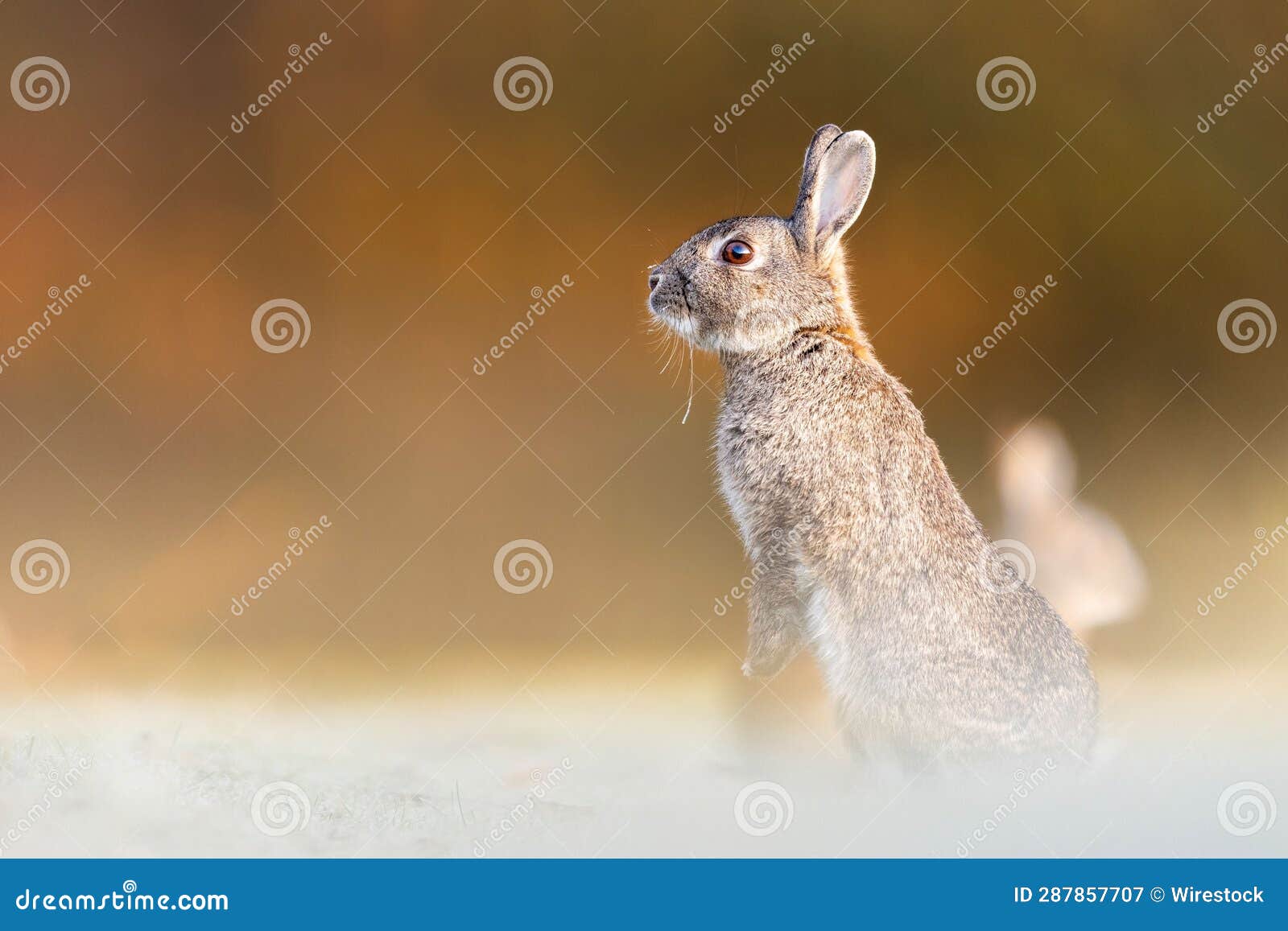Rabbit Standing in a Lush Grassy Landscape Stock Image - Image of tree ...
