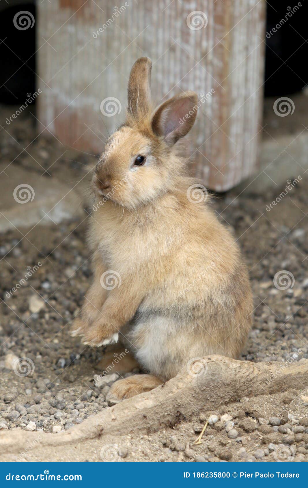 Portrait of a Rabbit Standing on Two Legs Stock Photo - Image of funny ...