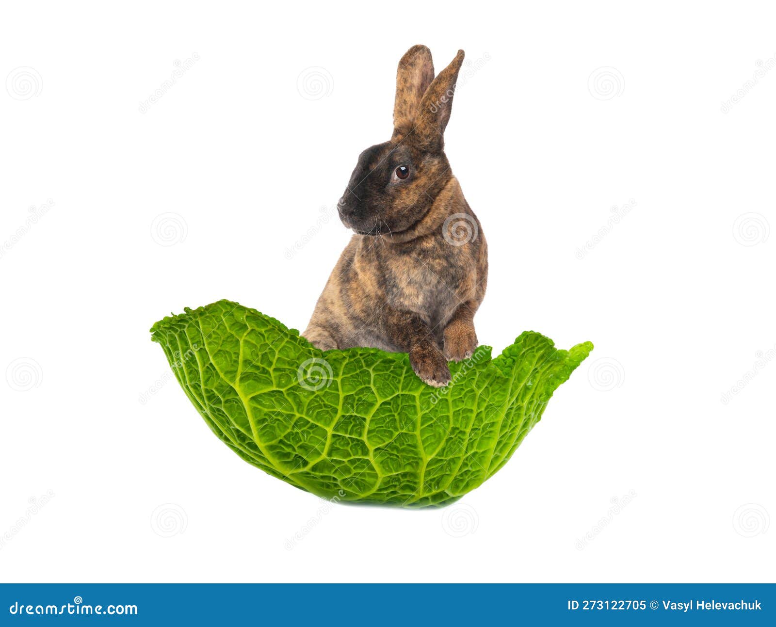 Rabbit Stands in a Cabbage Leaf Isolated Stock Image - Image of isolate ...