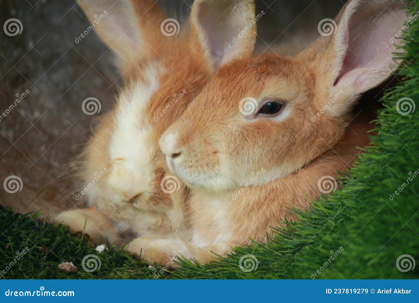 Rabbit still waiting stock image. Image of brown, face - 237819279