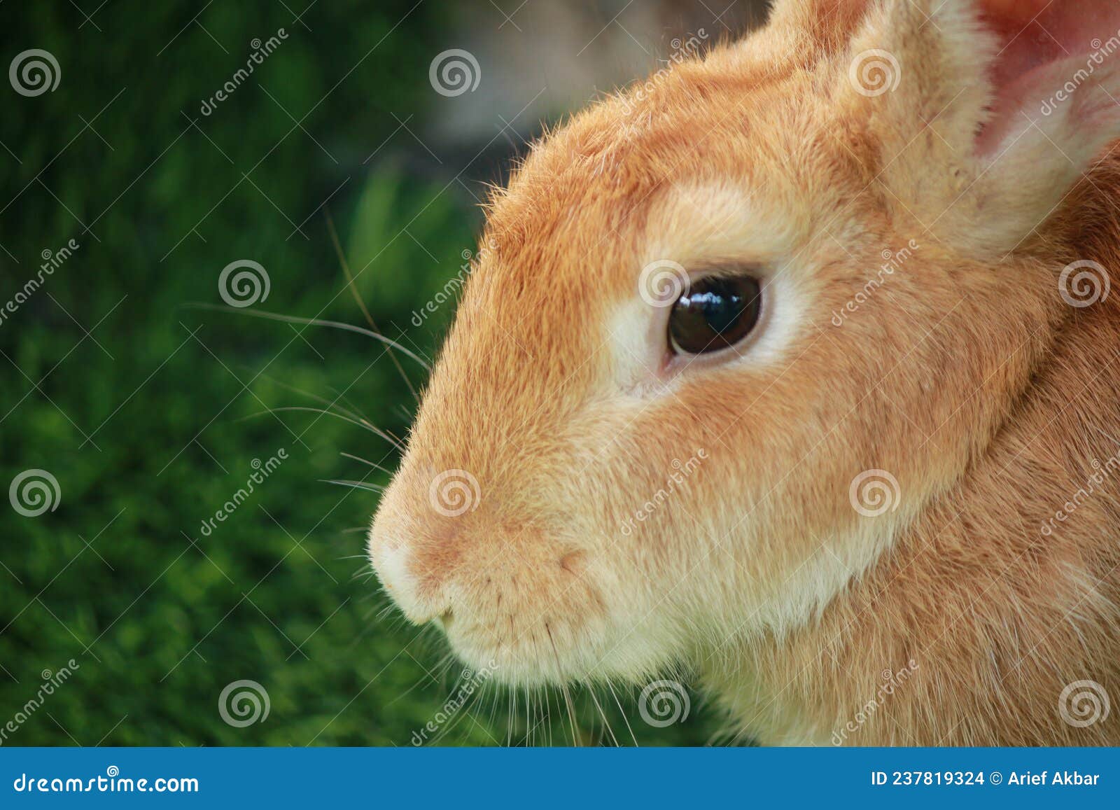 Rabbit still waiting stock photo. Image of brown, still - 237819324